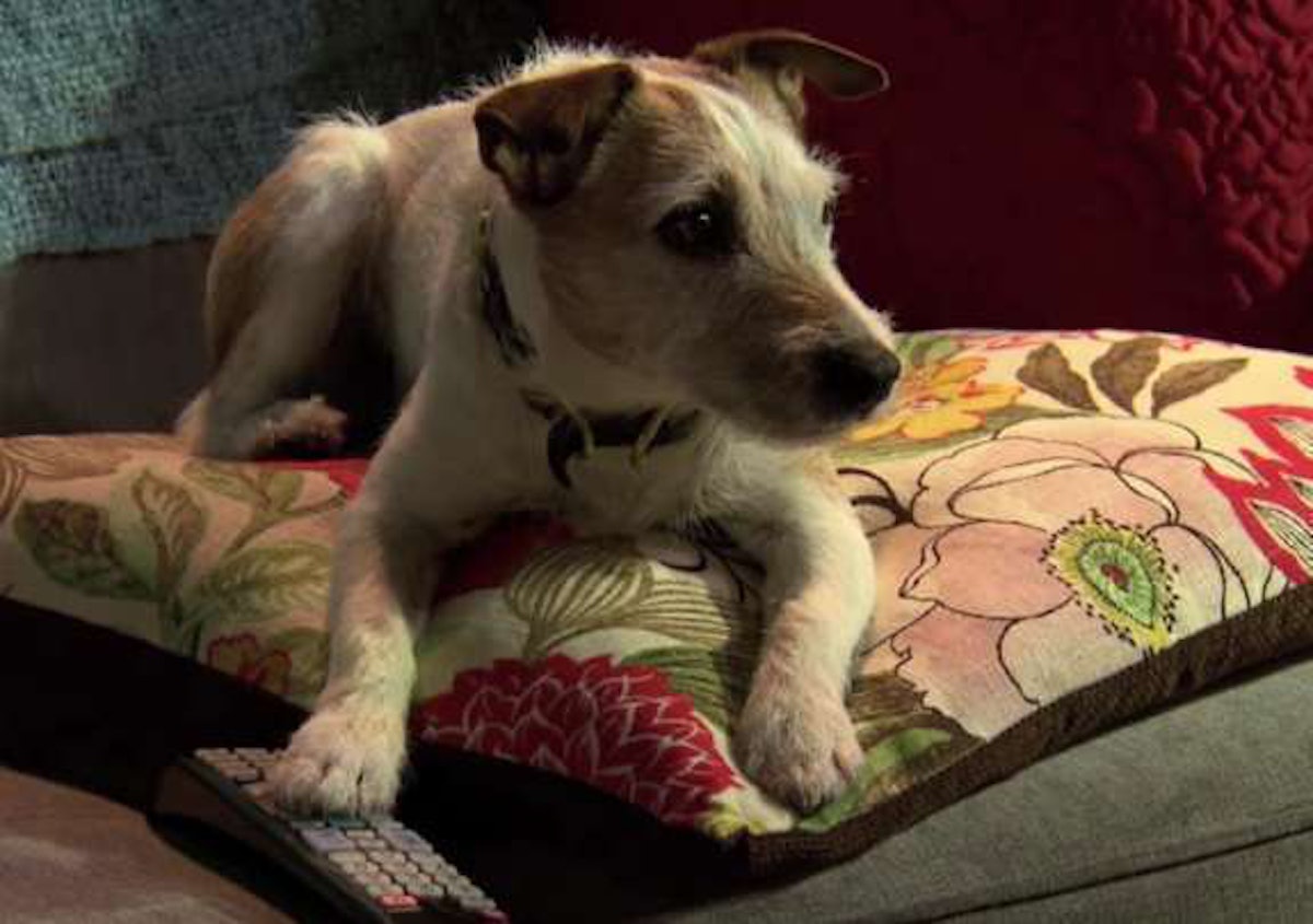 Arf! Netflix loaded with movies for Year of the Dog | Truckers News